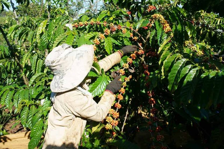 How Are Coffee Beans Made: The Full Process